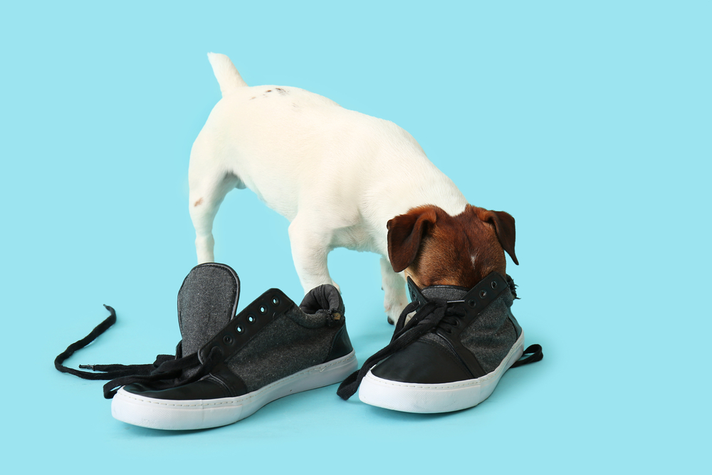 How to Make Shoes Smell Better - ODORCIDE®